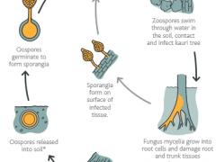 Kauri Dieback - A Deadly Disease | LEARNZ